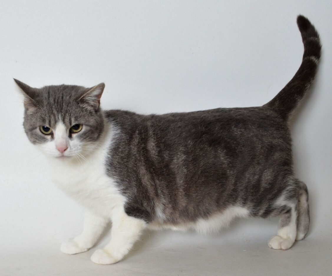 UVAR Pet of the Week: Viv | News, Sports, Jobs - Daily Herald